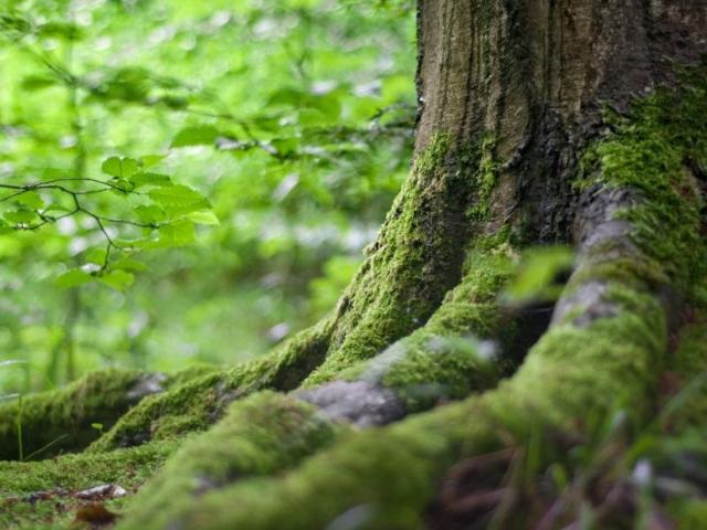 Terreno para venda em Gentileza em Betim Minas Gerais de 2800.00m²