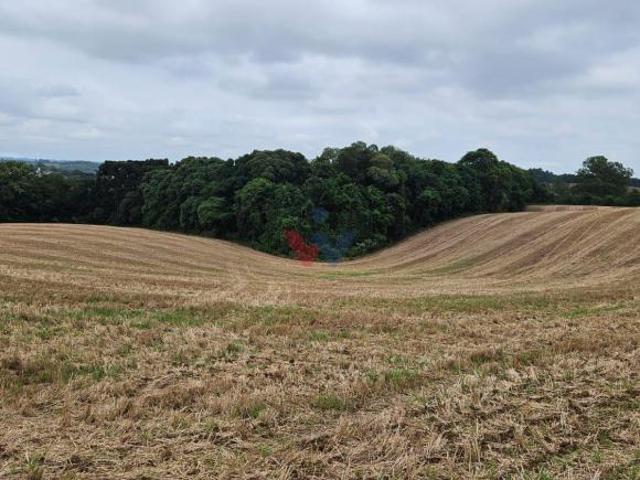 Terreno para venda em Guajuvira de 67700.00m²