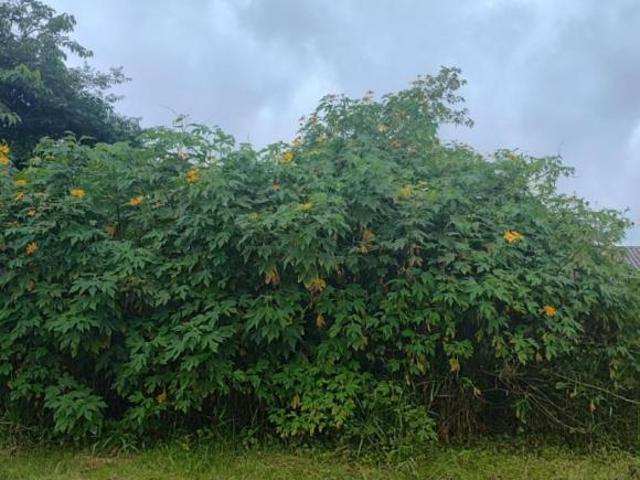 Terreno para Venda em Guaratuba, Cohapar