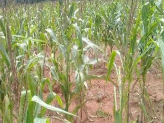 Terreno para venda em Estância São Paulo em Campo Limpo Paulista São Paulo de 23000.00m²