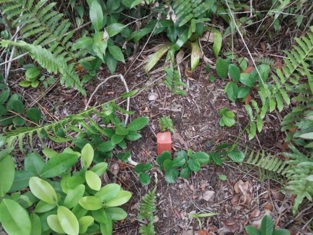 Terreno para Venda em Itanhaém, Maramba 1