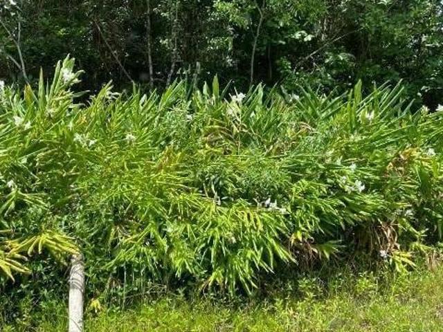 Terreno para Venda em Itanhaém, São Fernando