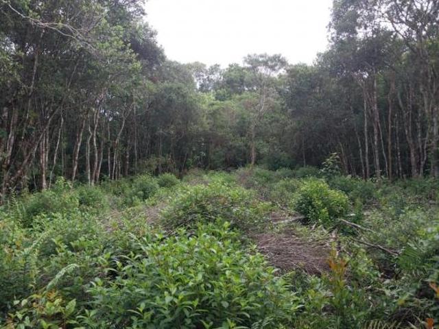 Terreno para Venda em Itanhaém, Recanto dos Imigrantes