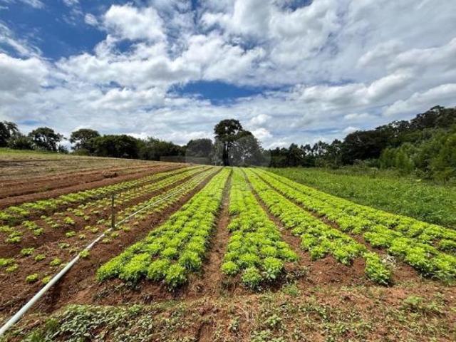 Terreno para venda em Ivoturucaia de 10000.00m²