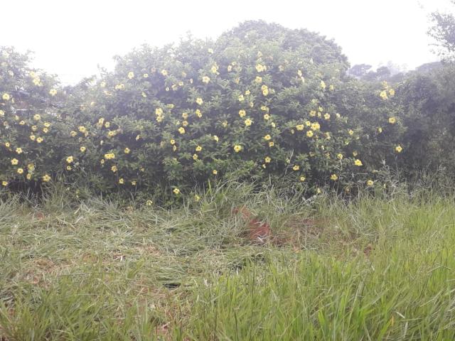 Terreno para venda em Jardim García em Campinas São Paulo de 2429.00m²