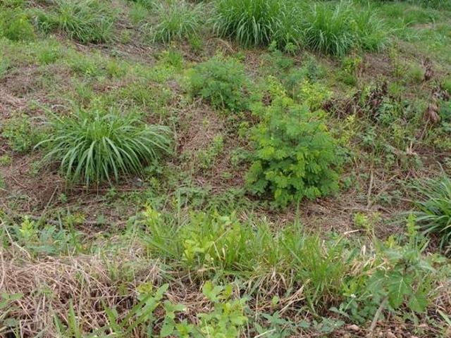 Terreno para venda em Novo Santa Cecília Barreiro, Belo Ho