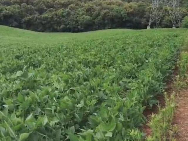 Terreno para Venda em São José dos Pinhais, Colonia Mergulhao