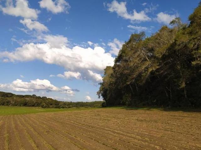 Terreno para Venda em São José dos Pinhais, Campo Largo da Roseira