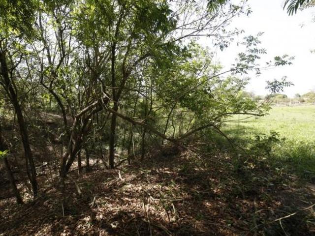 Terreno para Venda em São Pedro, Capim Fino