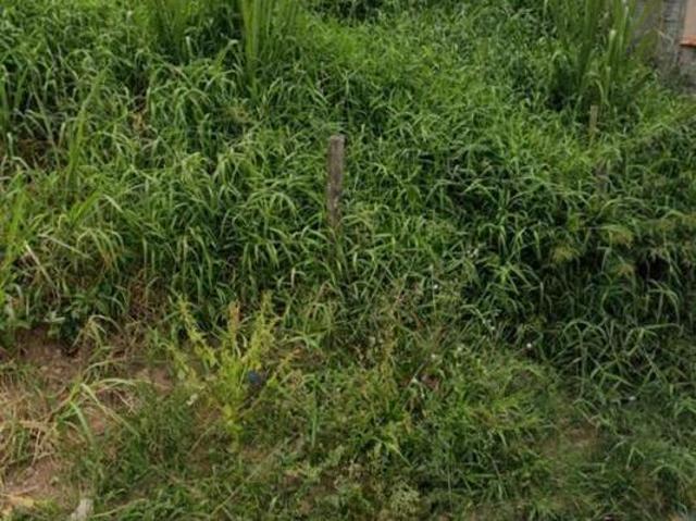 Terreno para Venda em Santa Branca, Jardim das Flores