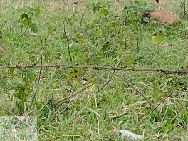 Terreno para Venda em Pinhalzinho