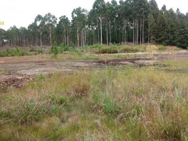 Terreno para Venda em Rondinha São Francisco de Paula RS