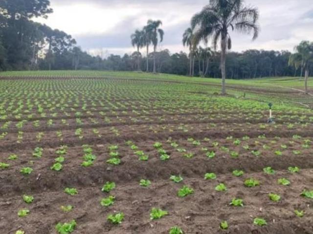 Terreno para venda em Umbará de 21000.00m²