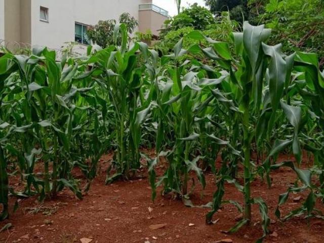 Terreno para Venda em Uberlândia/MG 0 Dorm. 0 m2 Área Útil