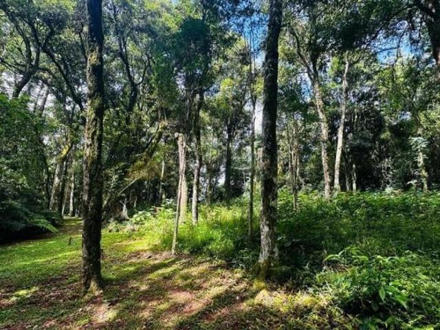 Terreno para Venda no bairro Linha Imperial em Nova Petrópolis