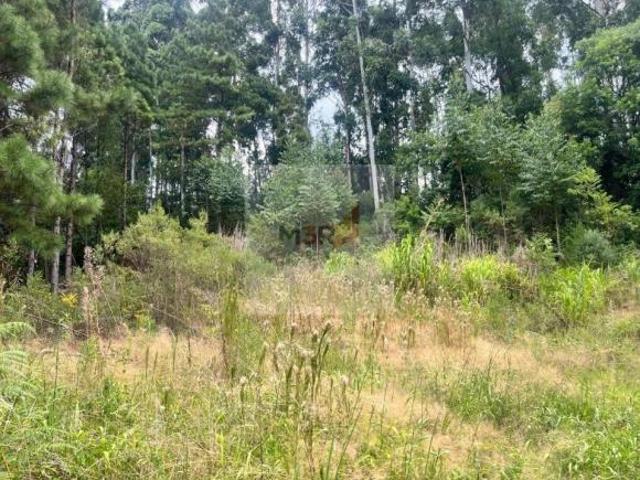 Terreno, Piá, Nova Petrópolis, RS