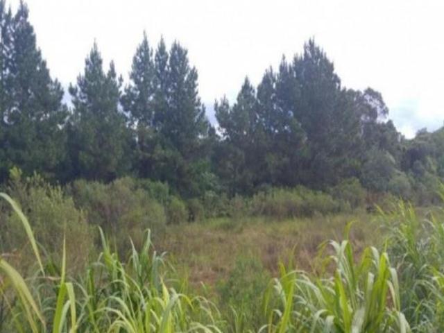 Terreno, Pinhal Alto, Nova Petrópolis, RS