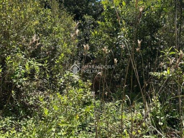 Terreno Rua São Jacó Bavária Nova Petrópolis
