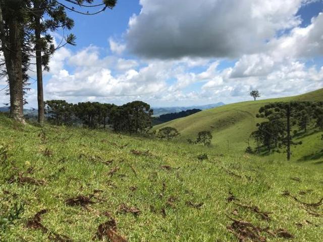 Terreno rural com araucárias, ótimo acesso e localização