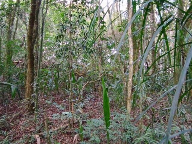 Terreno Rural para Chácara em Campo Largo/PR