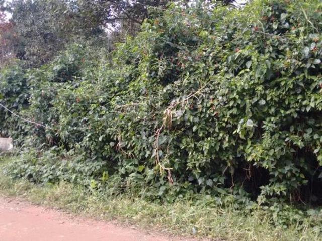 Terreno residencial à venda, Granja Viana, Jardim Colibri, Cotia TE8162