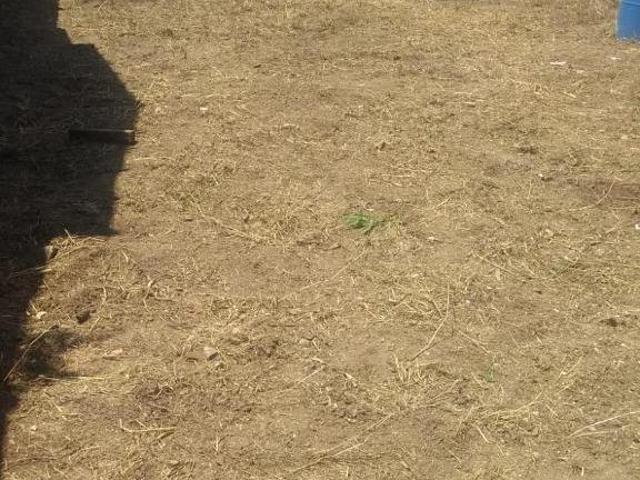 Terreno, Residencial Parque das Palmeiras, Pindamonhangaba, SP