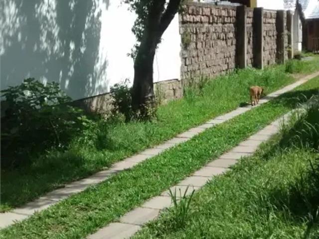 Terreno residencial à venda, Camaquã, Porto Alegre