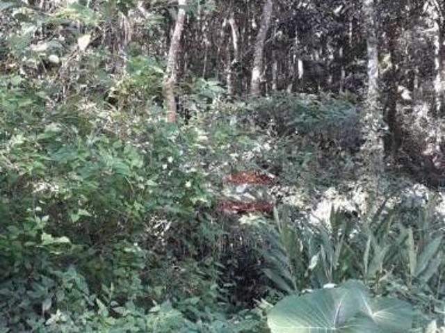 Terreno rodeado de Natureza
