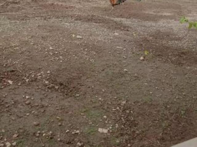 Terreno Venda Caraguatatuba SP Balneário dos Golfinhos