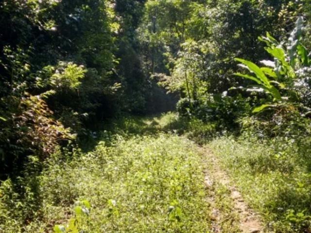 Terreno Venda São Sebastião SP Boiçucanga