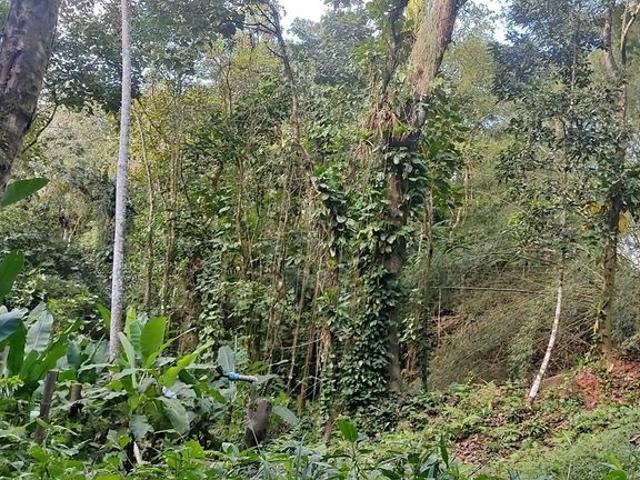 Terreno Venda Ubatuba SP Horto Florestal