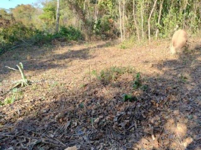 Terreno para venda em Vila Ipê Amarelo, Contagem