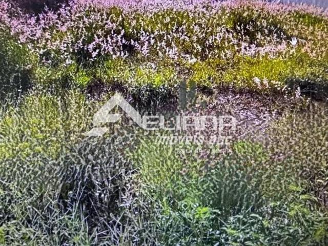 Terreno 10 x 40 m² próximo ao Pq. Ipiranguinha Vl. Alzira