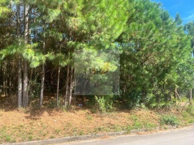 Terreno 1.065m² Nova Petrópolis | Linha Imperial | Amplo e Pronto para Construir