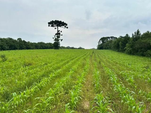 Terreno 29.700m2, em Umbará Curitiba/PR