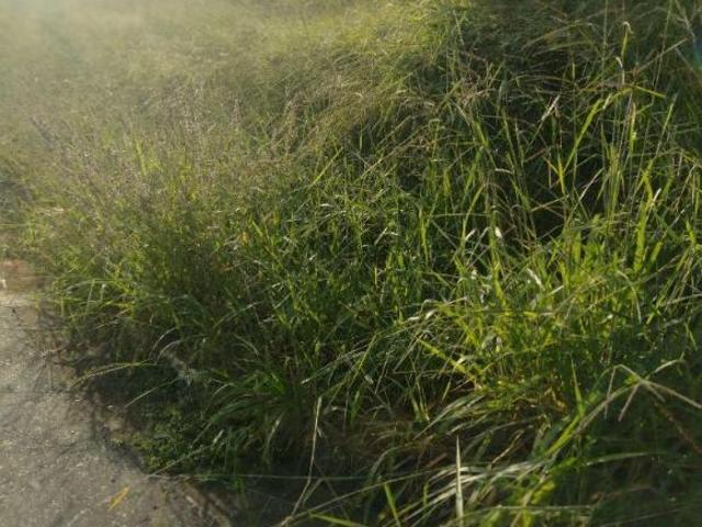 Terreno