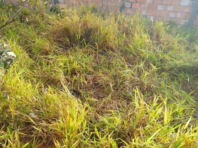 Terreno