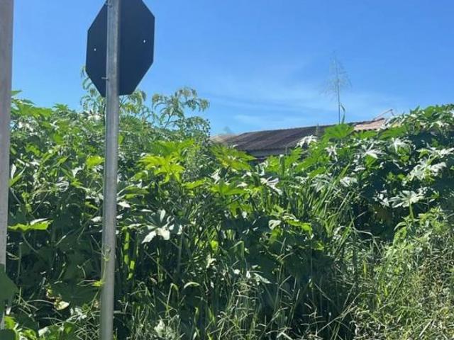 Terrenos LoteTerreno em Jardinópolis
