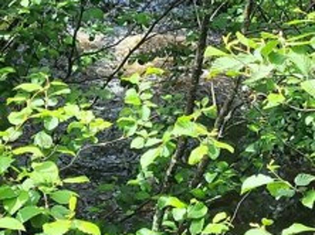 Thomas Rd W, Lunenburg, Plot For Sale