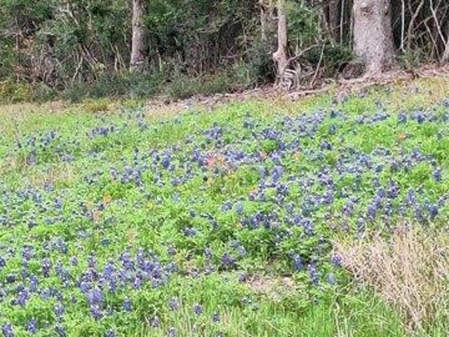 Thornton TX 76687 93641530