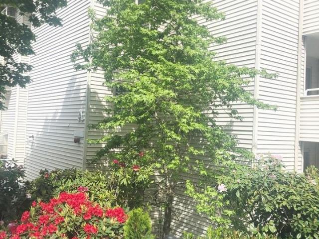 Thornton Creek Apartments 2 Bedroom Apartment for Rent at Ne Thornton Pl, Seattle, WA 98125 Maple Leaf