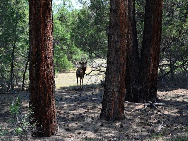 The Forks Rd, Chama, NM 87520