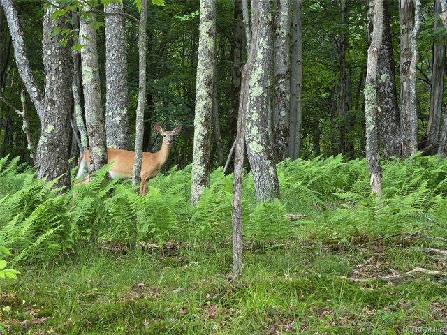 Timberwolf Rd W, Liberty, NY 12754