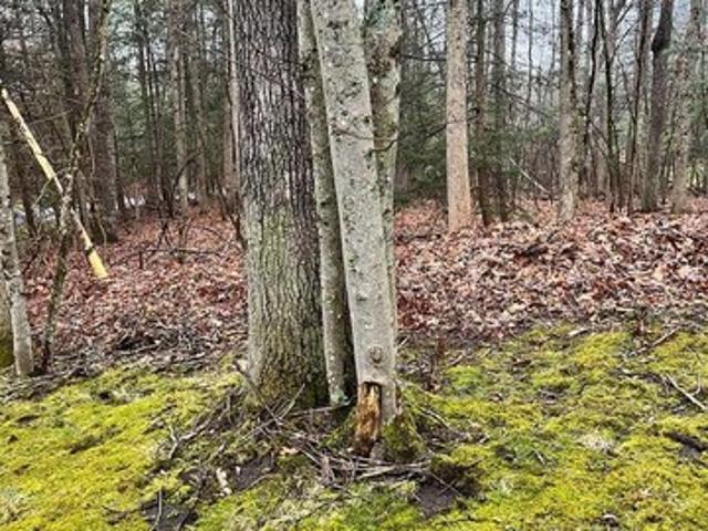 Timber Ridge Dr, Beckley, WV 25801