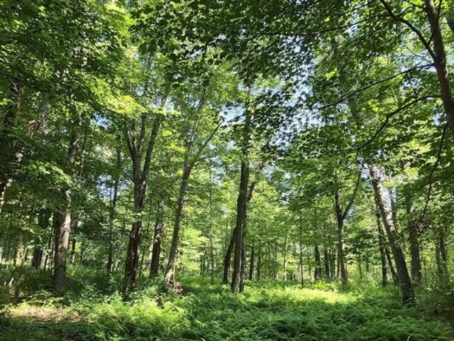 Topsfield Rd, Ipswich, Plot For Sale