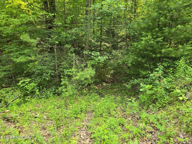 Towee Mountain Drive, Reliance, TN 37369