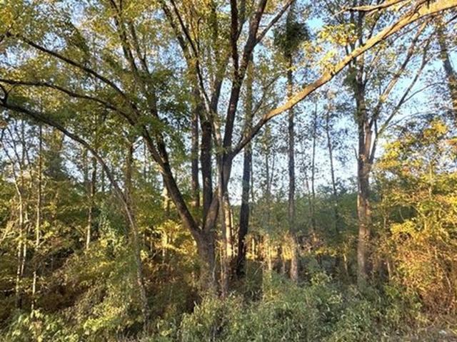 Tr 13 Highway 21E, Hemphill, TX 75948