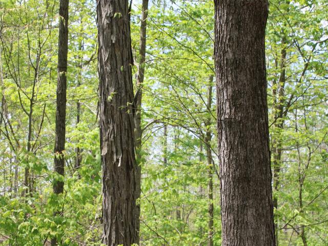 Tract 4: 0 N County Road 555 E