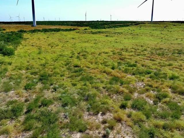 Tract 6 San Pablo Ave, Bruni, TX 78344