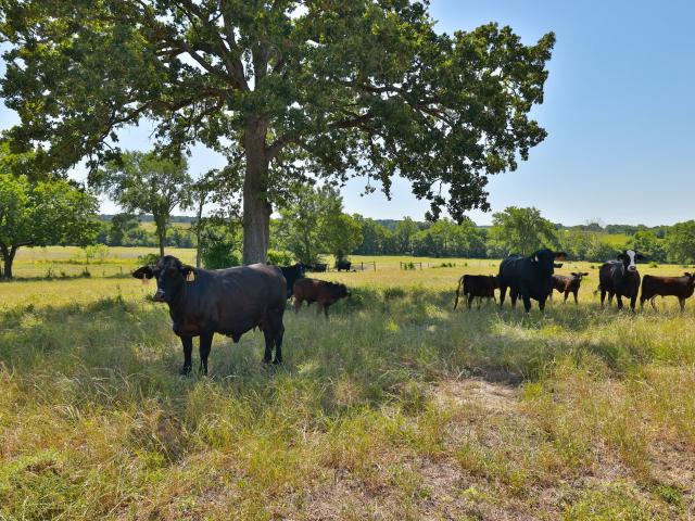 Tract #10 CR 305 Road